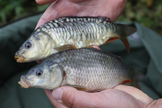 Fish Farm - Prices - XL Carp Fryerning